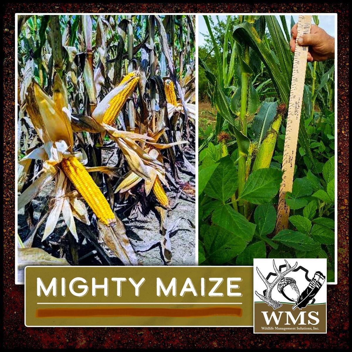 WMS Mighty Maize – G&DFarms