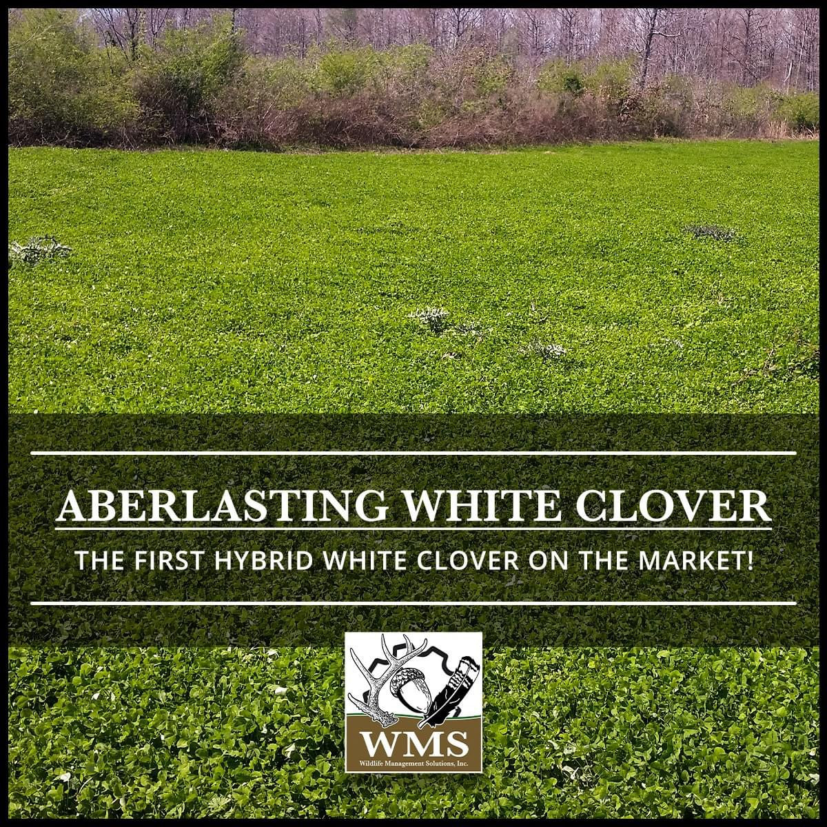 WMS AberLasting Hybrid White Clover, 5lb – G&DFarms