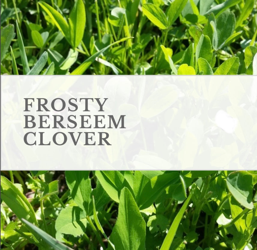 WMS Frosty Berseem Clover – G&DFarms