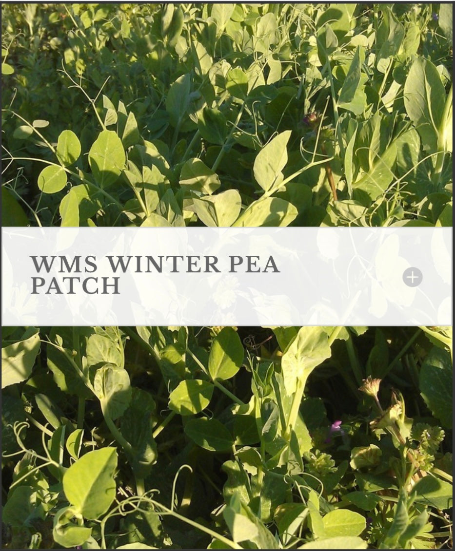 WMS Winter Pea Patch – G&DFarms