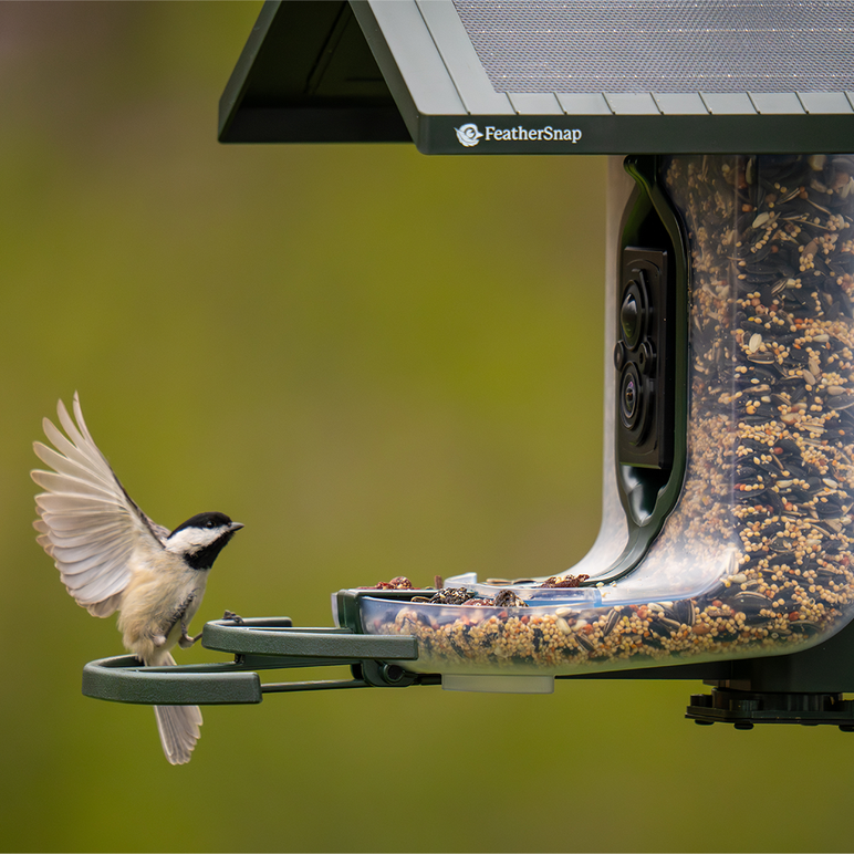 FeatherSnap Camera Solar Powered Bird Feeder – G&DFarms