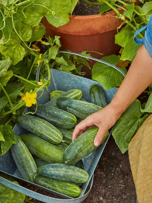 Cucumber, Spacemaster Bush, 1/4oz packet – G&DFarms