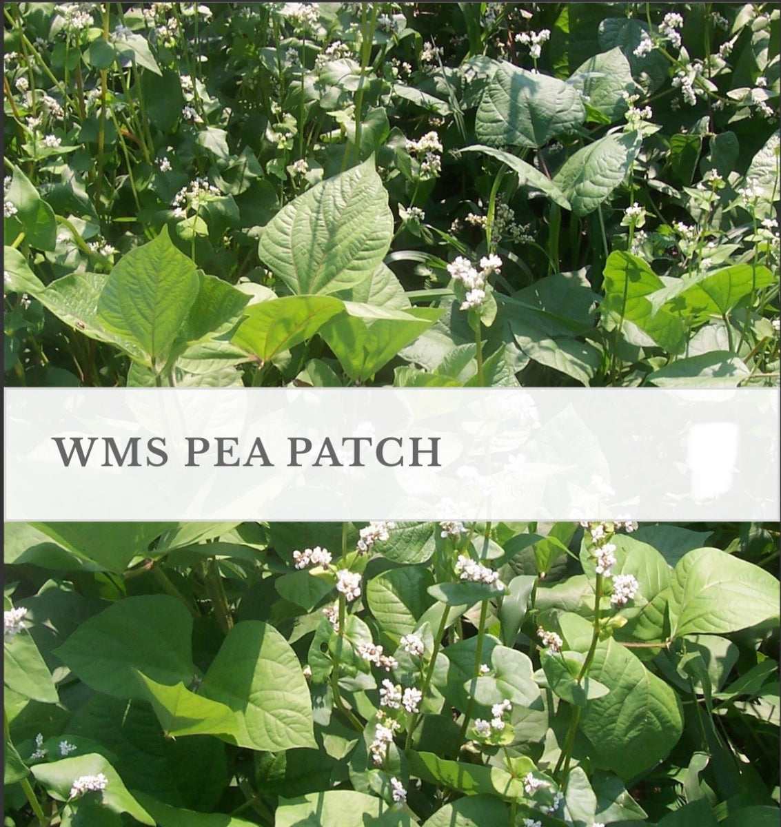 WMS Summer Pea Patch – G&DFarms