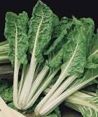 Swiss Chard Lucullus, 1oz – G&DFarms