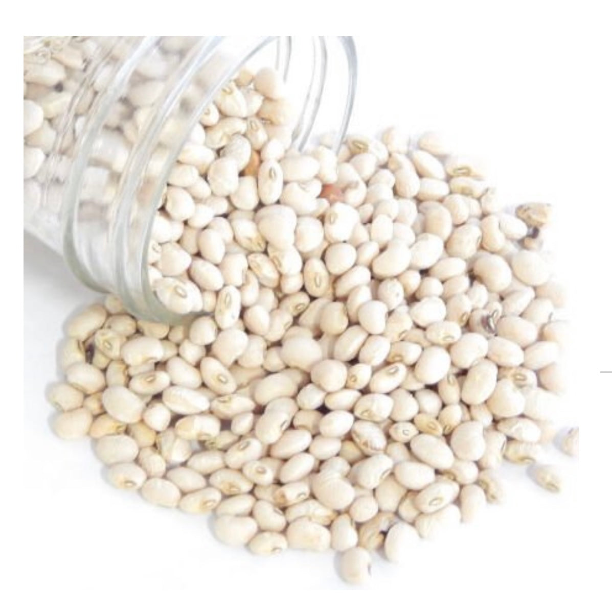 Pea, Top Pick Cream Southern – G&DFarms