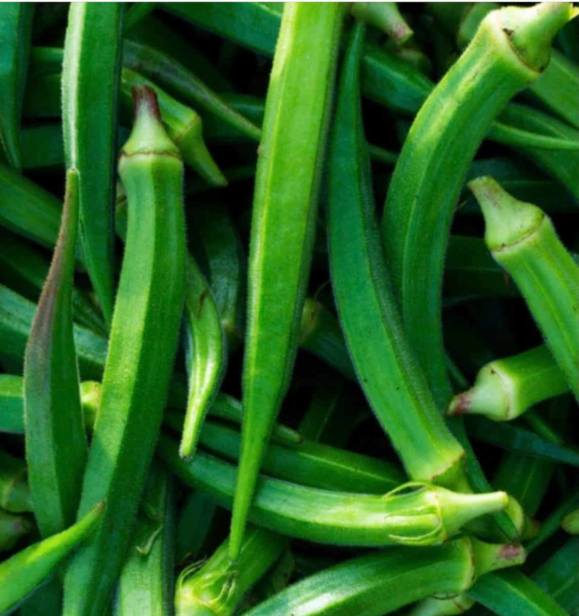 Okra, Cowhorn – G&DFarms