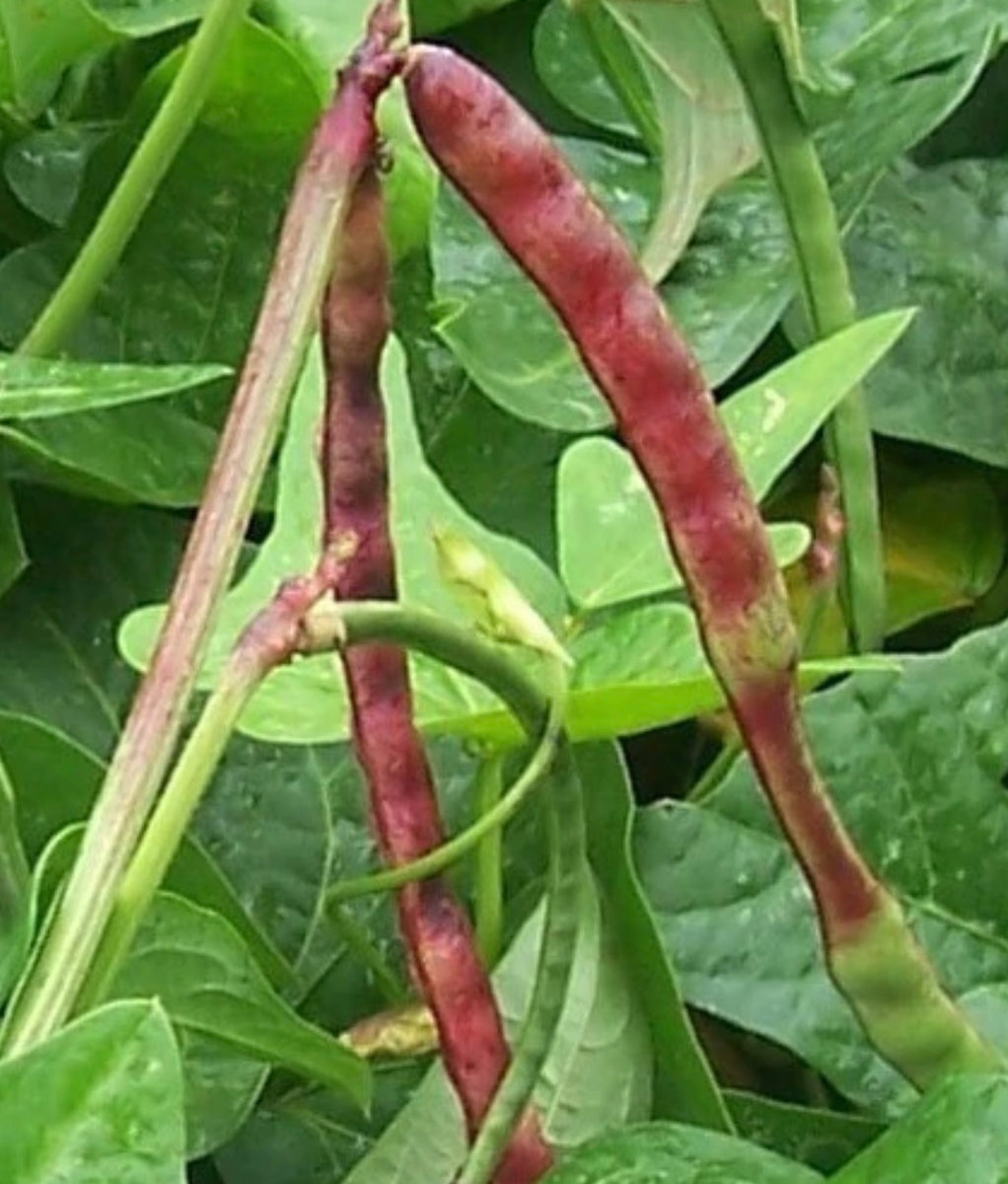 Pea, Red Ripper – G&DFarms